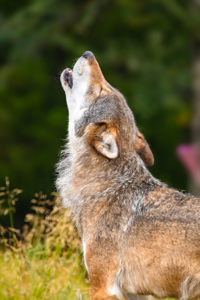 Wolf facts for kids - AQUILA Blog