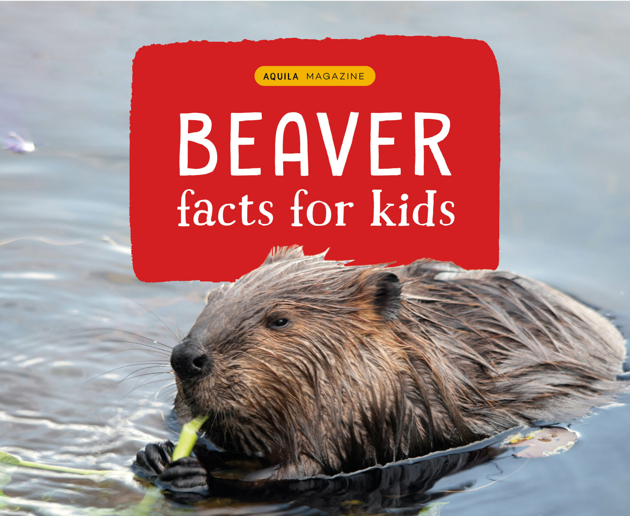 Beaver facts for kids - AQUILA Blog