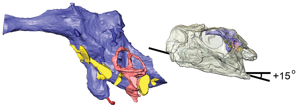 Dinosaur Fossil CSI - AQUILA Blog
