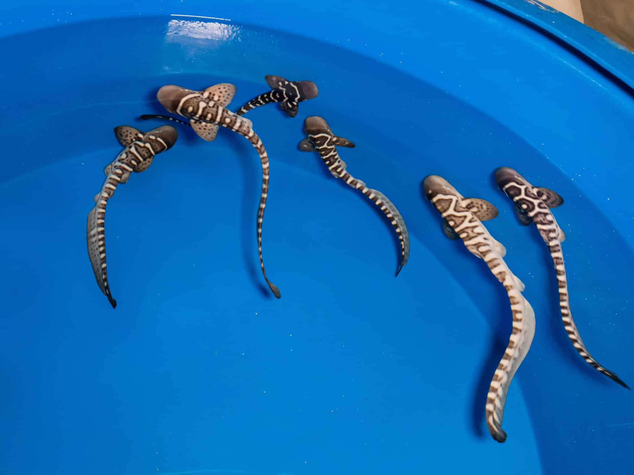 Zebra Sharks Baby Sharks - AQUILA Blog